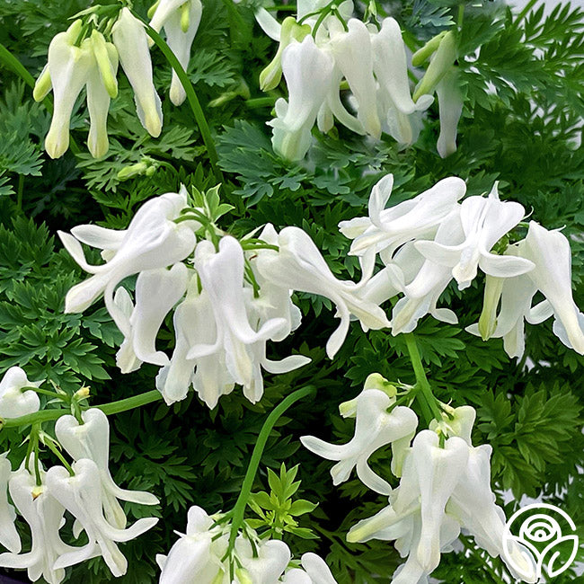 Amore Titanium – Heirloom Roses