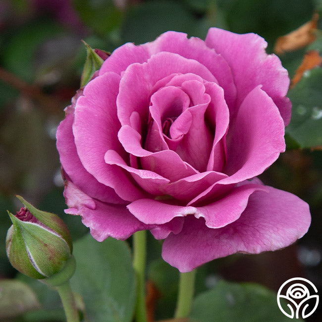 Angel Face Rose - Floribunda - Exceptionally Fragrant – Heirloom Roses