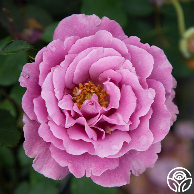 Angel Face Rose - Floribunda - Exceptionally Fragrant – Heirloom Roses