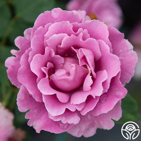 Angel Face Rose - Floribunda - Exceptionally Fragrant – Heirloom Roses