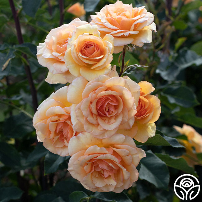 Anne Harkness Floribunda Rose | Apricot Rose Bush – Heirloom Roses