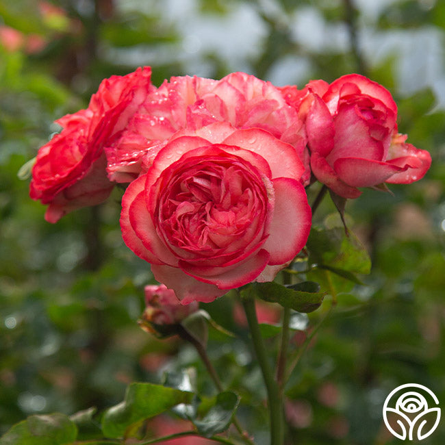 Antique Climbing Rose | Pink Rose Plant – Heirloom Roses