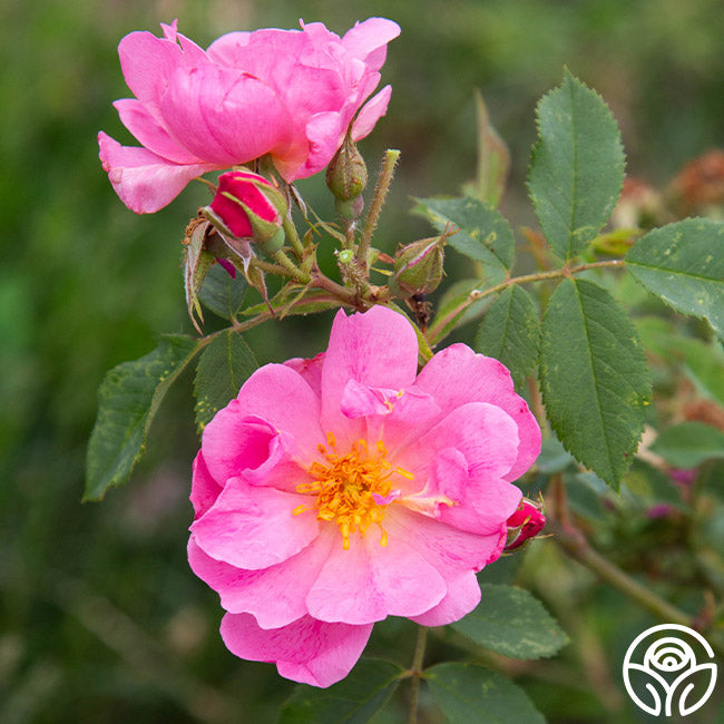 Applejack Rose - Hardy - Very Fragrant – Heirloom Roses
