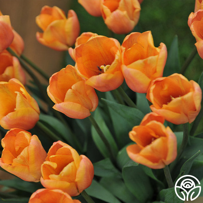 Apricot Foxx | Tulip Bulb For Garden – Heirloom Roses
