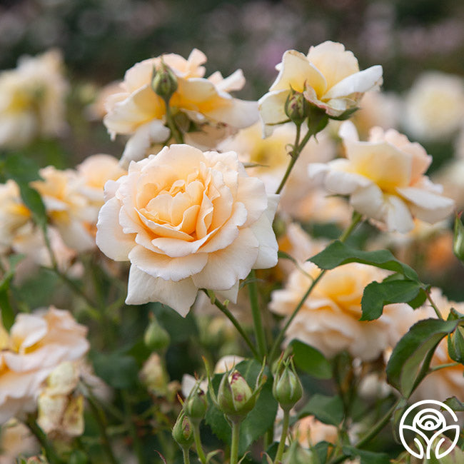 Apricot Nectar Grandiflora Rose | Fragrant Rose Plant – Heirloom Roses