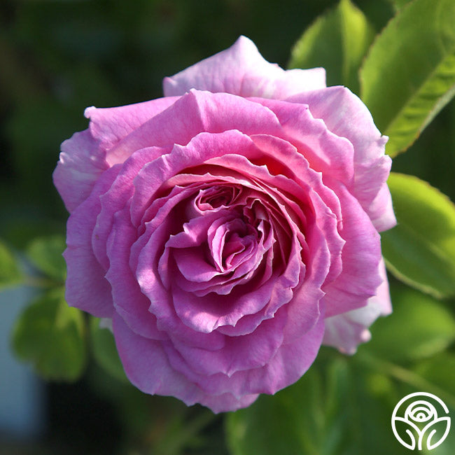 Arctic Blue™ | Purple Floribunda Rose Bush – Heirloom Roses