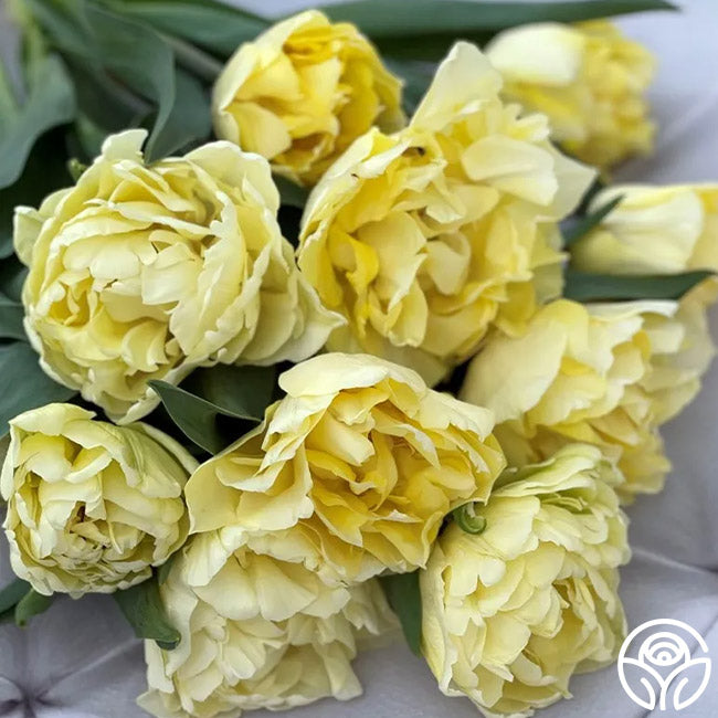 Avant Garde | Plant Tulips – Heirloom Roses