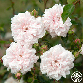 Awakening Rose - Climbing Roses - Very Fragrant – Heirloom Roses