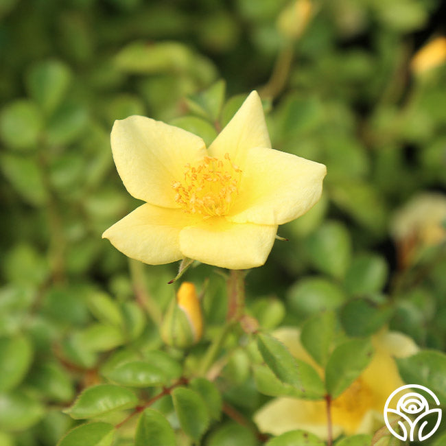 Baby Love Rose - Shrub - Lightly Fragrant – Heirloom Roses