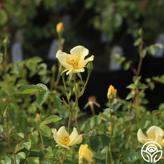 Baby Love Rose - Shrub - Lightly Fragrant – Heirloom Roses