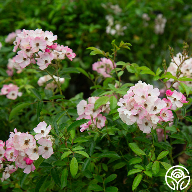 Ballerina Rose - Hybrid Musk - – Heirloom Roses