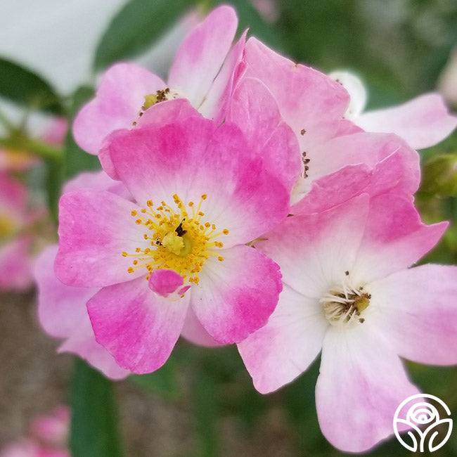 Ballerina Rose - Hybrid Musk - – Heirloom Roses