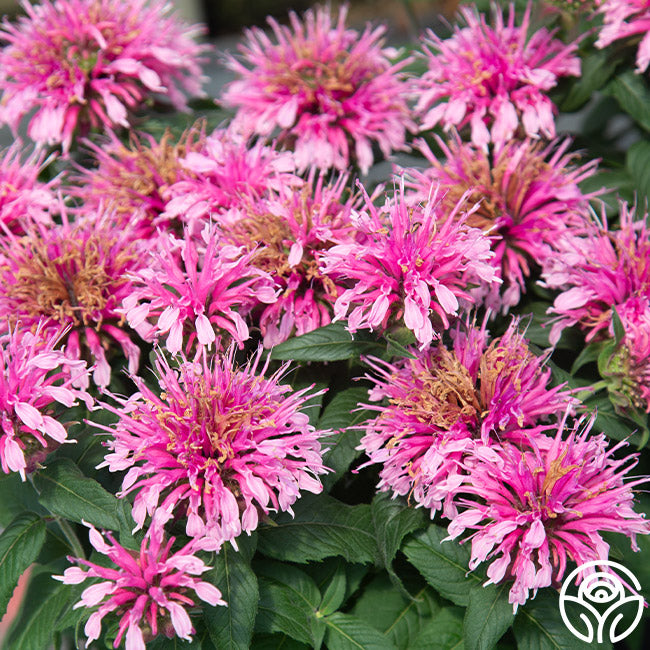 Balmy Pink – Heirloom Roses