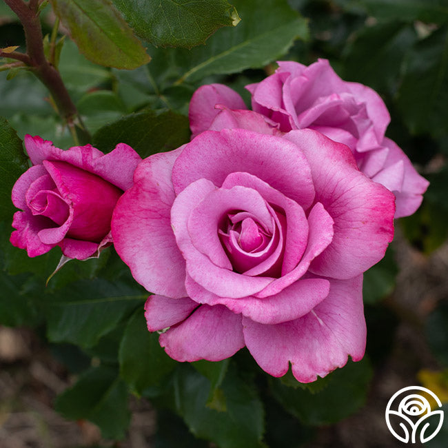 Barbra Streisand Hybrid Tea Rose | Fragrant Rose Plant – Heirloom Roses