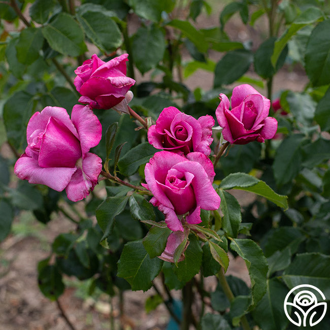 Barbra Streisand Rose - Hybrid Tea - Exceptionally Fragrant – Heirloom ...