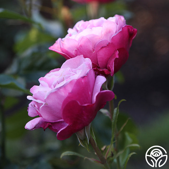 Barbra Streisand Rose - Hybrid Tea - Exceptionally Fragrant – Heirloom ...