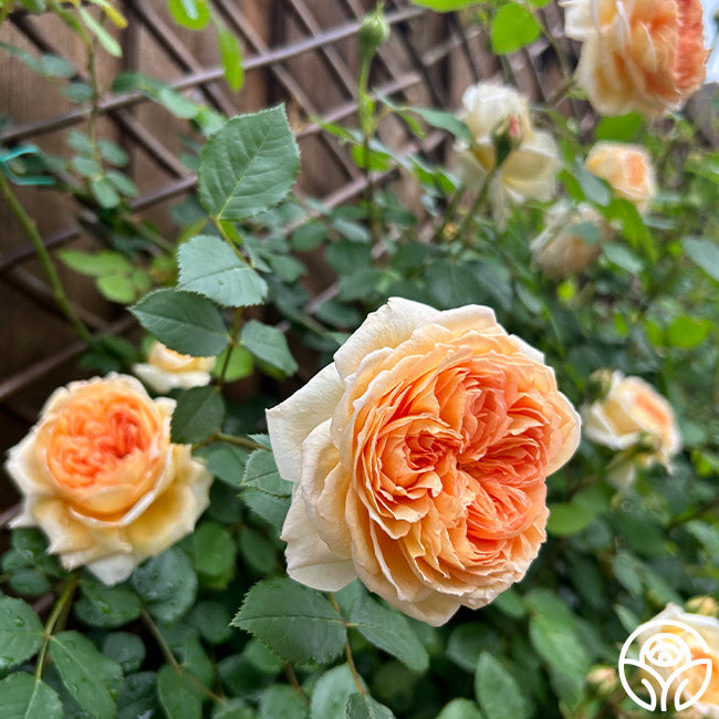 Bathsheba – Heirloom Roses