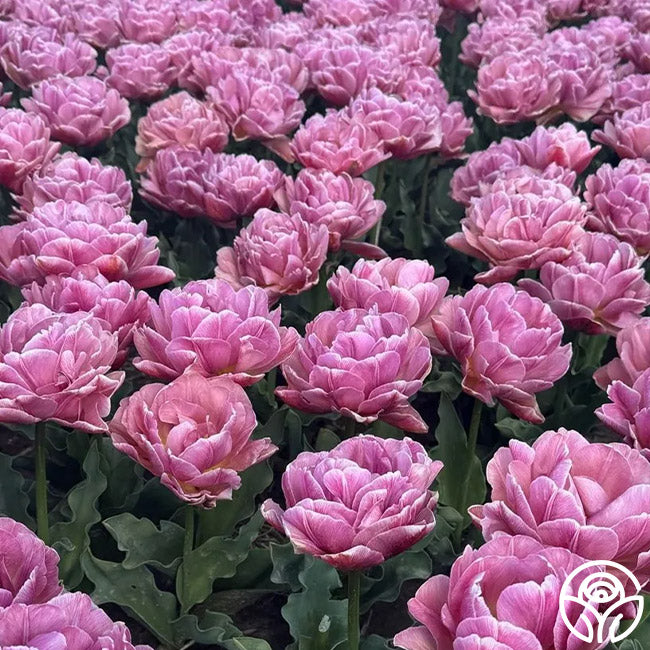 Beach Berry | Plant Tulips – Heirloom Roses