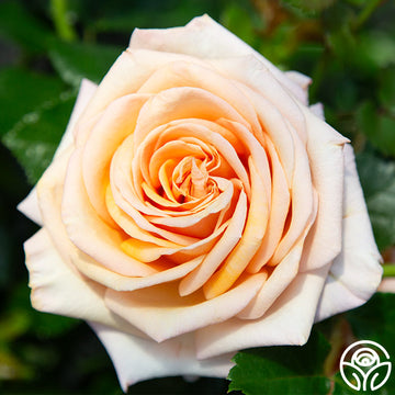 Sunshine Daydream Grandiflora Rose | Yellow Rose Bush – Heirloom Roses