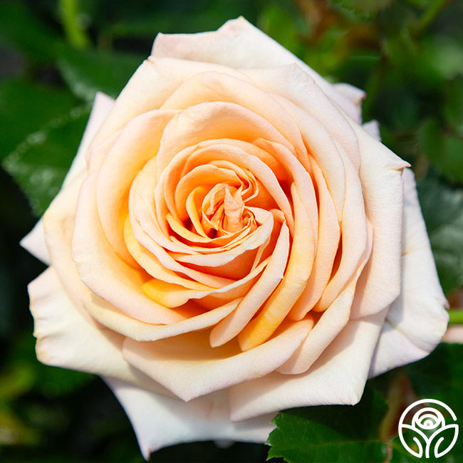 Beautiful Day Hybrid Tea Rose | Fragrant Rose Bush – Heirloom Roses