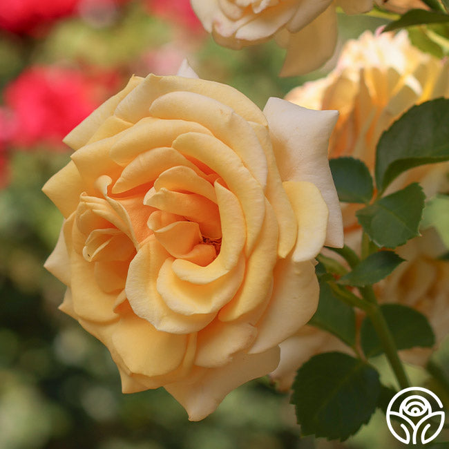 Beautiful Day Hybrid Tea Rose | Fragrant Rose Bush – Heirloom