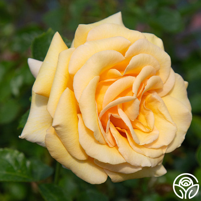 Beautiful Day Hybrid Tea Rose | Fragrant Rose Bush – Heirloom Roses