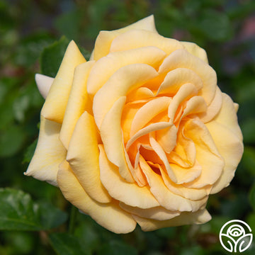 Brandy Hybrid Tea Rose |Apricot Rose Plant – Heirloom Roses