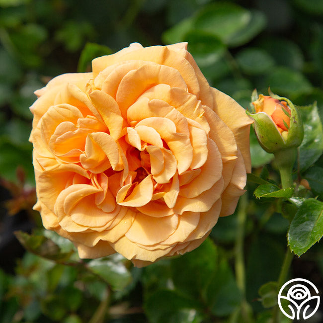 Beautiful Day Hybrid Tea Rose | Fragrant Rose Bush – Heirloom Roses