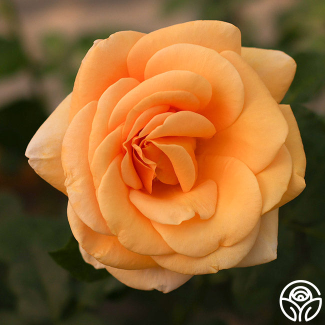 Beautiful Day™ Rose Bush – Heirloom Roses