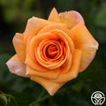 Beautiful Day™ Rose Bush – Heirloom Roses