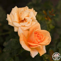 Beautiful Day™ Rose Bush – Heirloom Roses