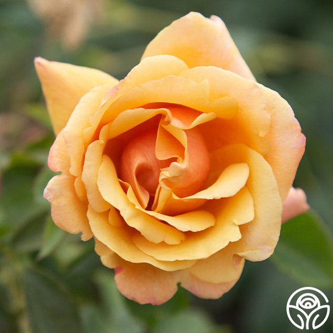 Belle Epoque Hybrid Tea Rose | Fragrant Rose Bush – Heirloom Roses
