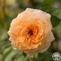 Beryl Bach – Heirloom Roses
