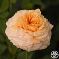 Beryl Bach – Heirloom Roses