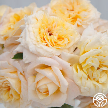 Brandy Hybrid Tea Rose |Apricot Rose Plant – Heirloom Roses