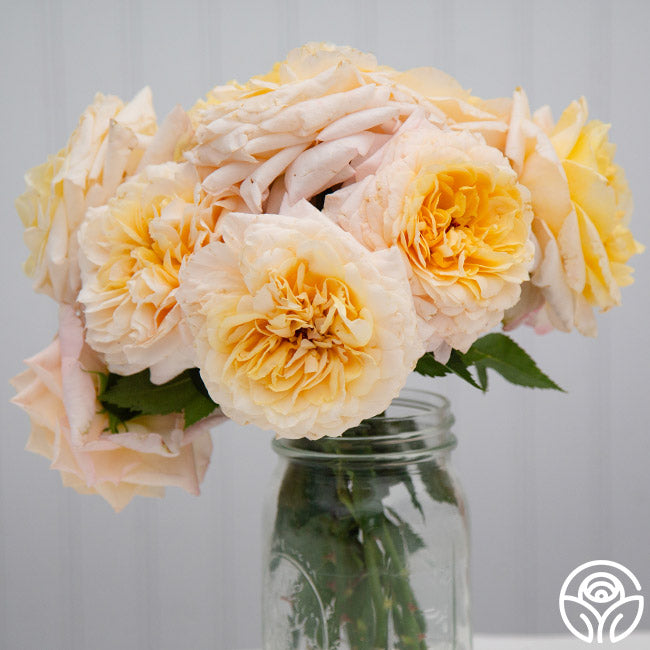 Beryl Bach – Heirloom Roses