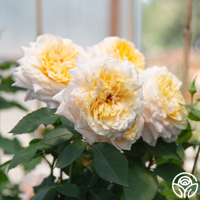 Beryl Bach – Heirloom Roses