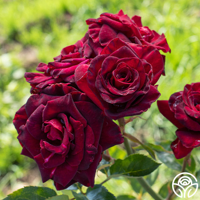 Black Baccara Rose - Hybrid Tea - Lightly Fragrant – Heirloom Roses