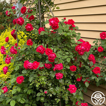 Blaze Rose - Climbing Roses - Lightly Fragrant – Heirloom Roses