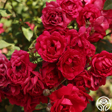 Blaze Rose - Climbing Roses - Lightly Fragrant – Heirloom Roses