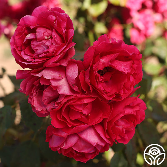 Blaze Rose - Climbing Roses - Lightly Fragrant – Heirloom Roses