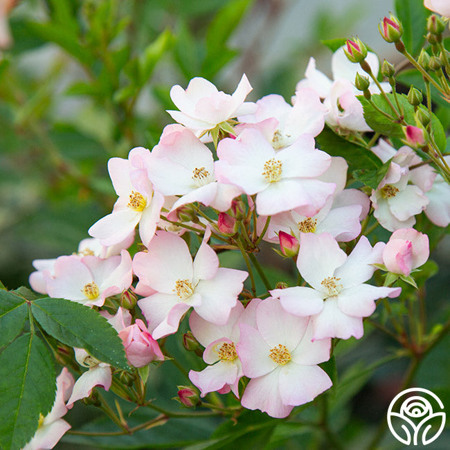 Blushing Dogwood Polyantha Rose | Unique Flowering Plant – Heirloom