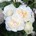 Bolero™ – Heirloom Roses