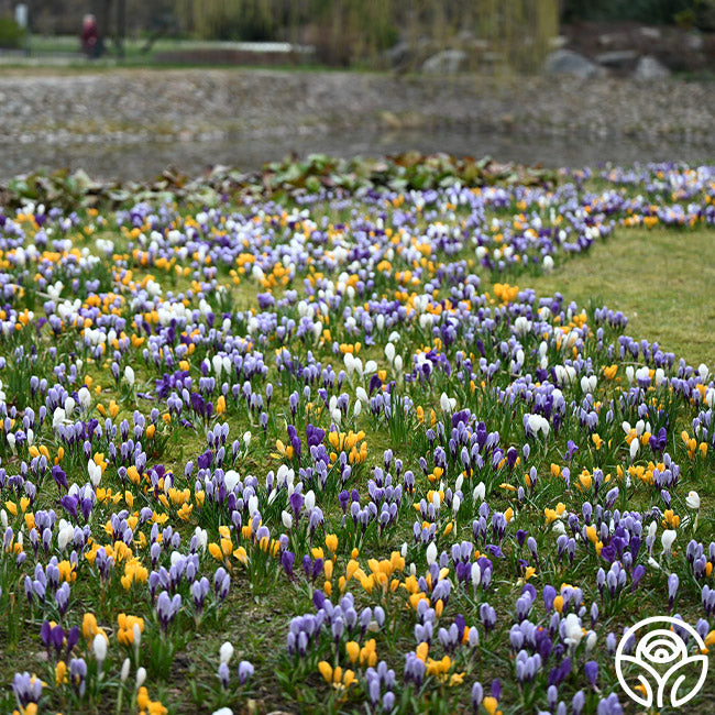 Botanical Crocus Mix | Crocus Plant – Heirloom Roses