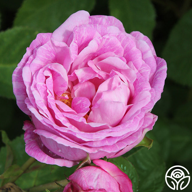 Bourbon Queen Bourbons Rose | Fragrant Rose Plant – Heirloom Roses