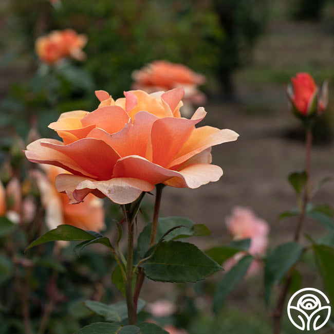 Brandy Rose - Hybrid Tea - Lightly Fragrant – Heirloom Roses