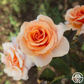Brandy Rose - Hybrid Tea - Lightly Fragrant – Heirloom Roses