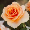 Brandy Rose - Hybrid Tea - Lightly Fragrant – Heirloom Roses