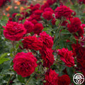 Braveheart Rose - Shrub - Lightly Fragrant – Heirloom Roses