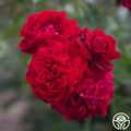 Braveheart Rose - Shrub - Lightly Fragrant – Heirloom Roses